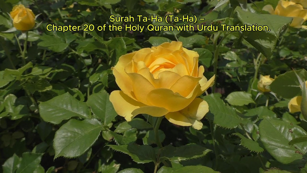 Surah Ta-Ha (Ta-Ha) – Chapter 20 of the Holy Quran with Urdu ...