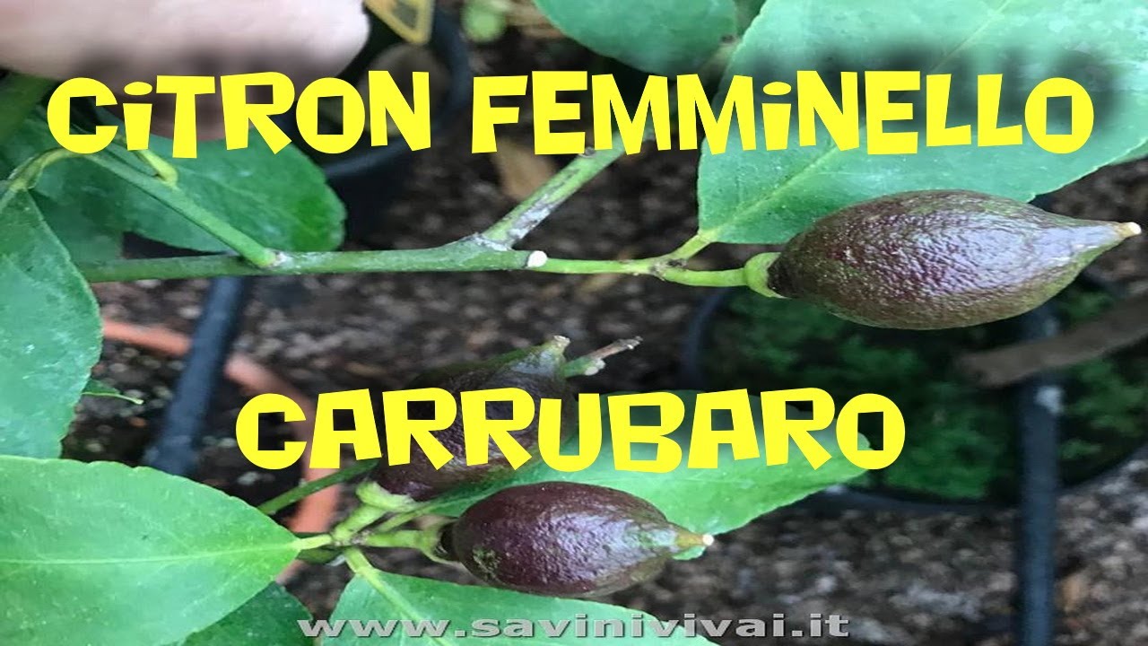 citron femminello carrubaro - YouTube