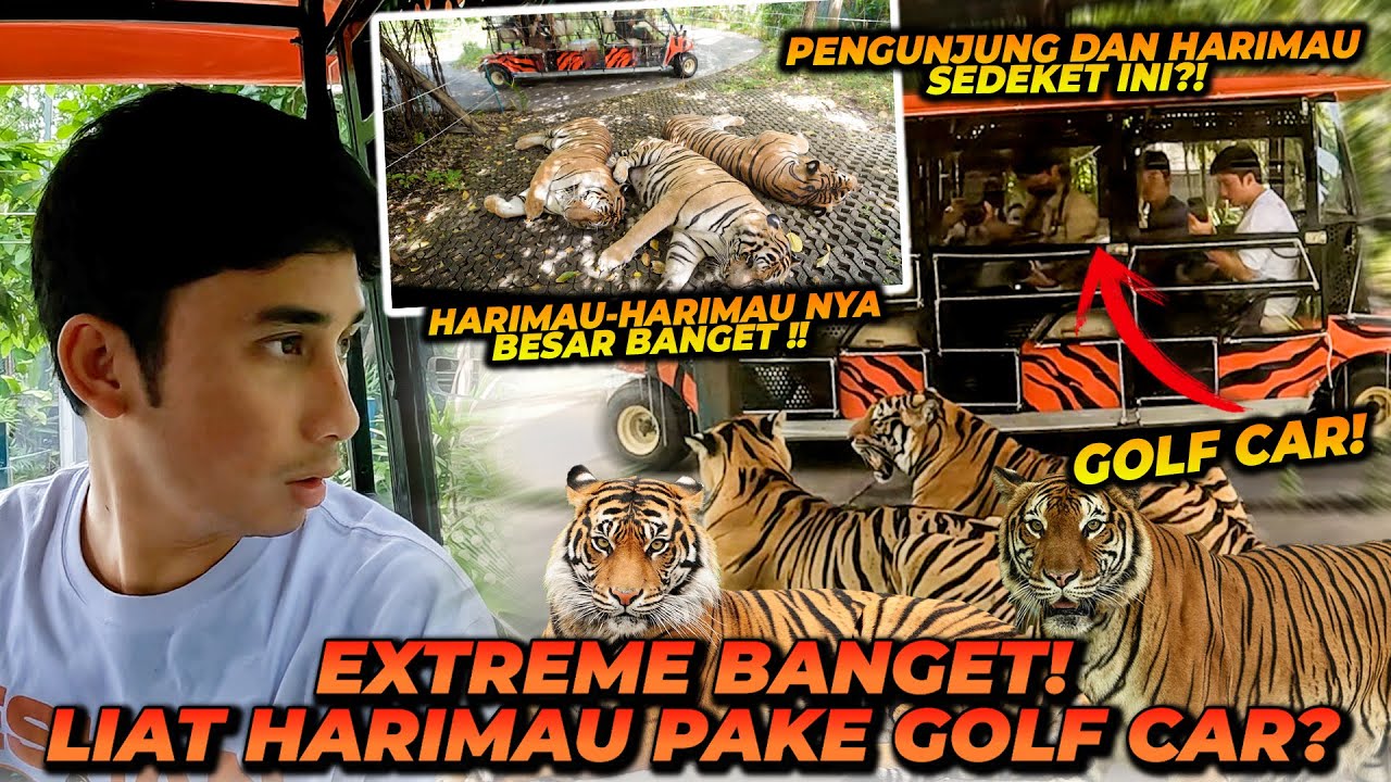 NGERI TAPI SERU ! TOUR LIAT HARIMAU DEWASA PAKE GOLF CAR KECIL ?! KALO ...