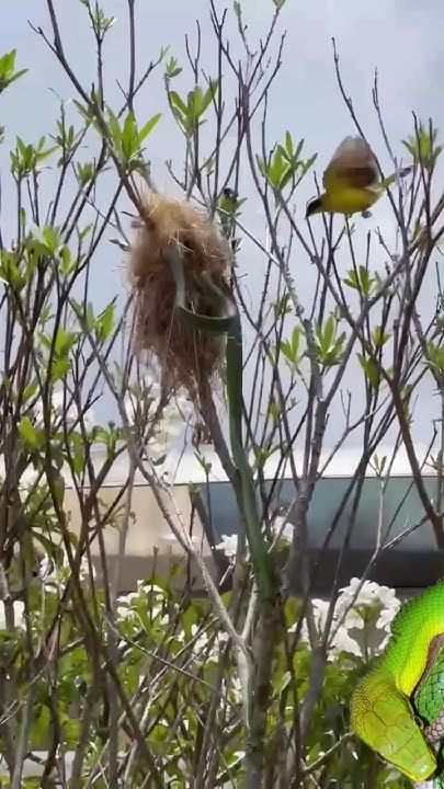Snakes attack birds' nests - YouTube
