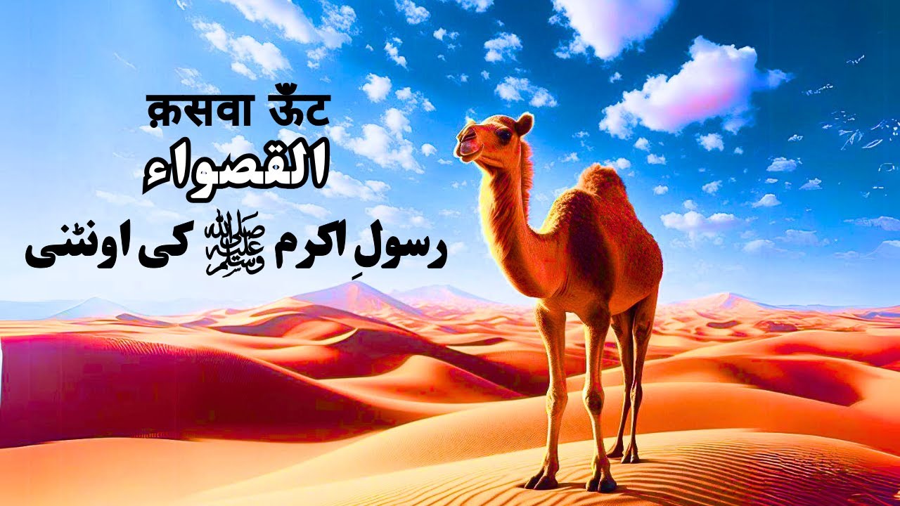 The Untold Story of Prophet Muhammad's (ﷺ) Camel Qaswa | Qaswa The ...