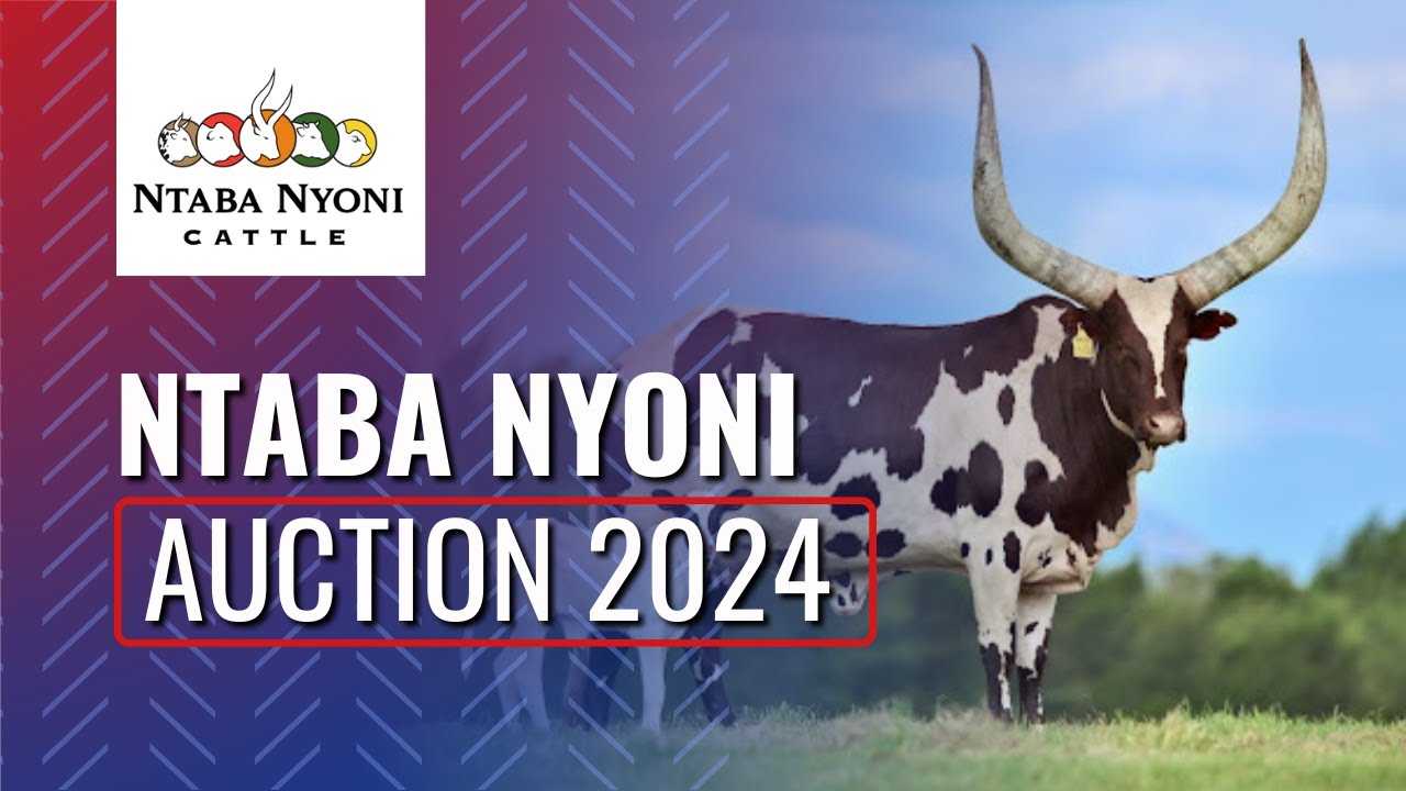 Ntaba Nyoni held another exceptional 2024 auction - YouTube