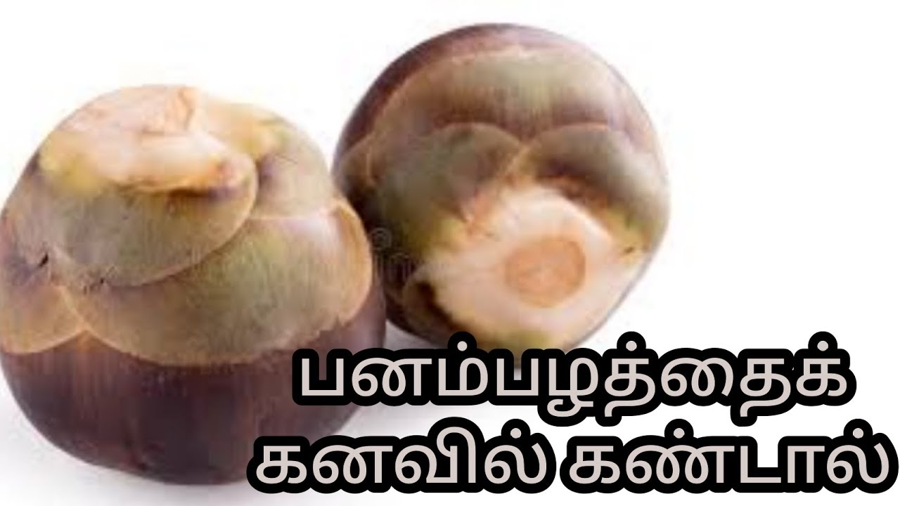 Panampalam nungai Kanavil Kandal palm Panampalam nungai Kanavil Kandal palm
