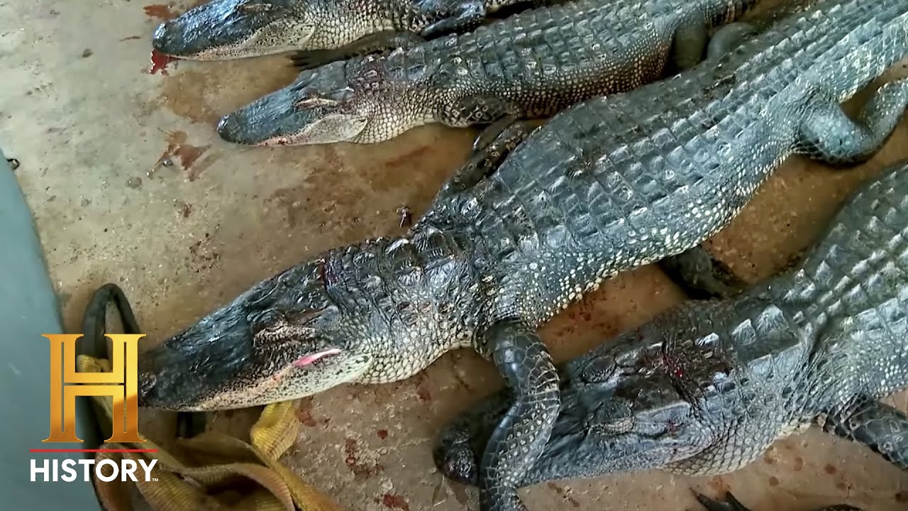 Swamp People: Troy Shoots for 100 GATORS in One Day (Season 15 ...