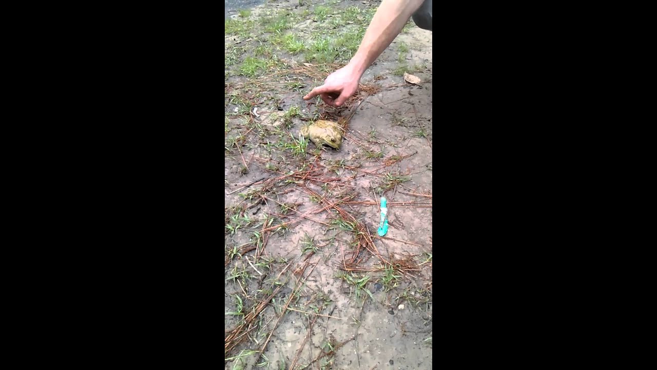 Frog Cry's - YouTube