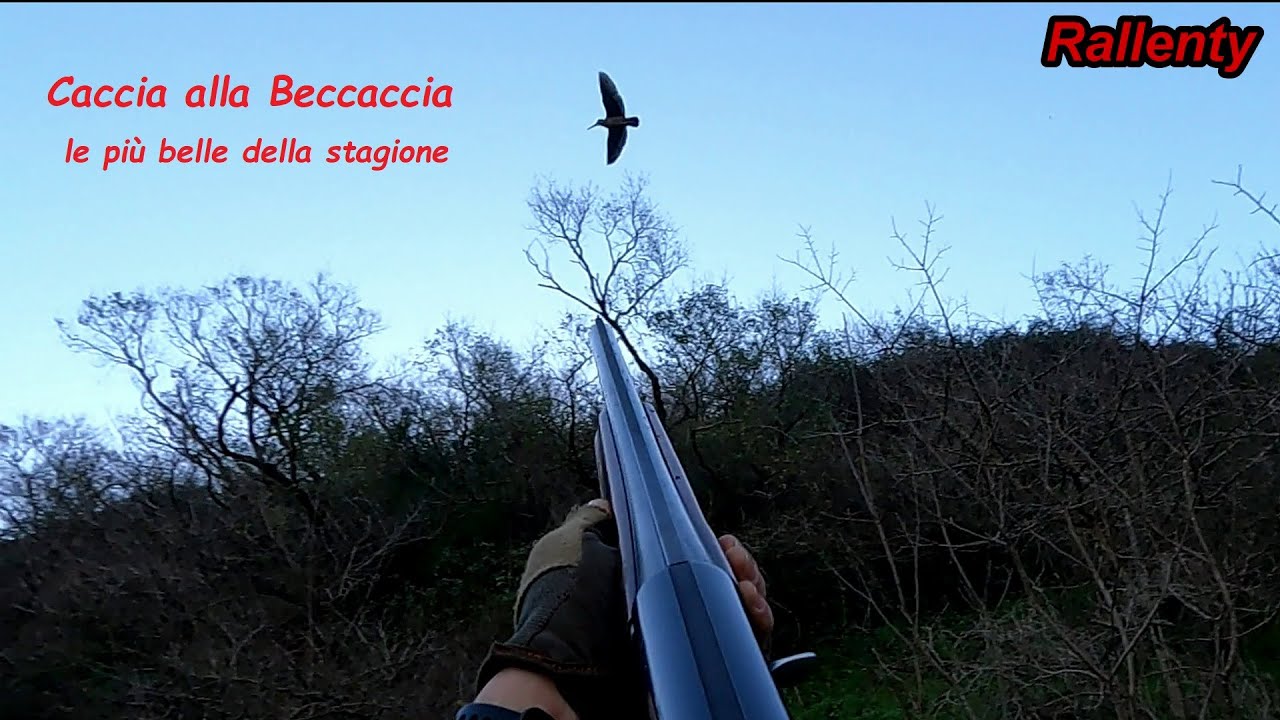🇮🇹Caccia alla Beccaccia, le migliori scene della stagione 2022/23 - YouTube
