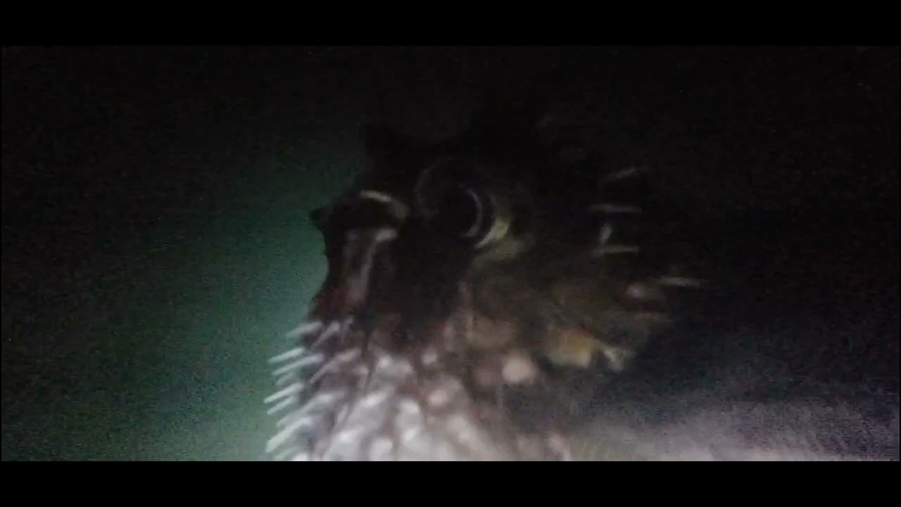 tagutongan mga lods 😊😁 - YouTube