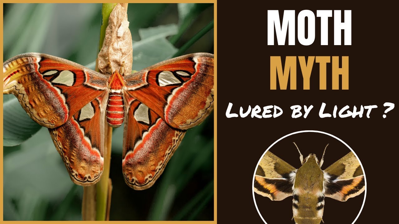 Moths and the Light: A Myth Debunked - YouTube
