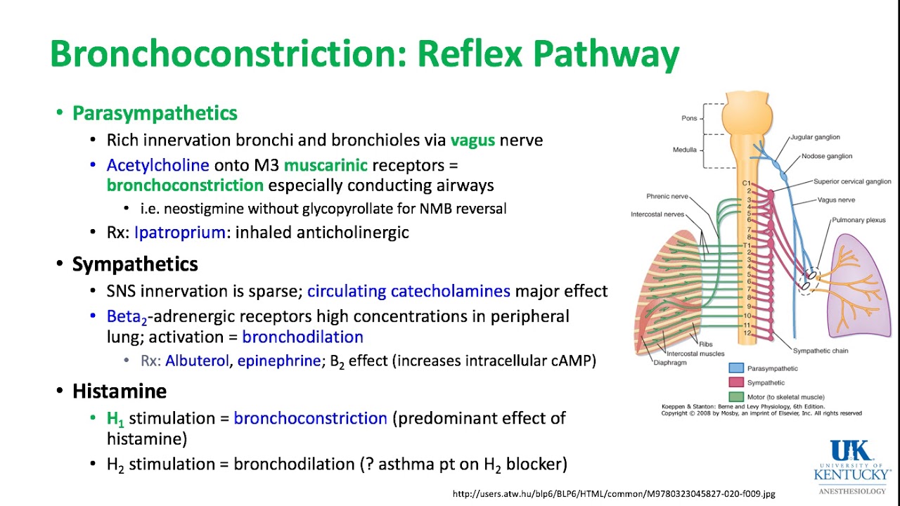 Respiratory and Thoracic Keywords 2018 - Dr. Schell - YouTube