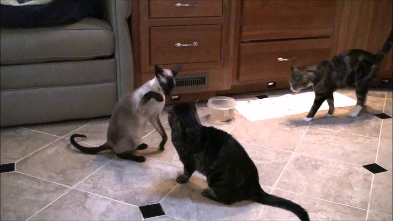 Feeding time pecking order Alpha Cat - YouTube