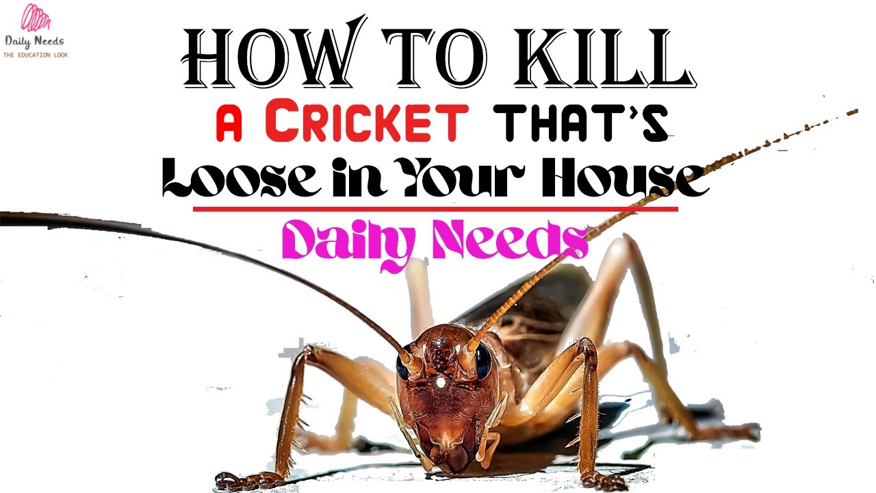 How to Kill a Cricket that's Loose in Your House | Daily Needs Studio ...