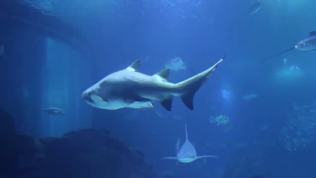 Seabed , seabed animals, seabed authority, seabed and foreshore,music ...