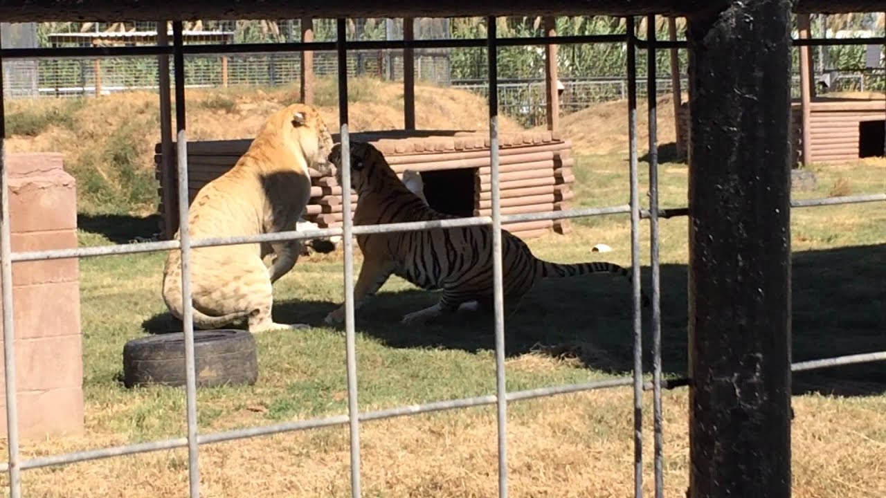 Tiliger Fighting a Bengal Tiger - GW Zoo, home of the Tiger King! - YouTube