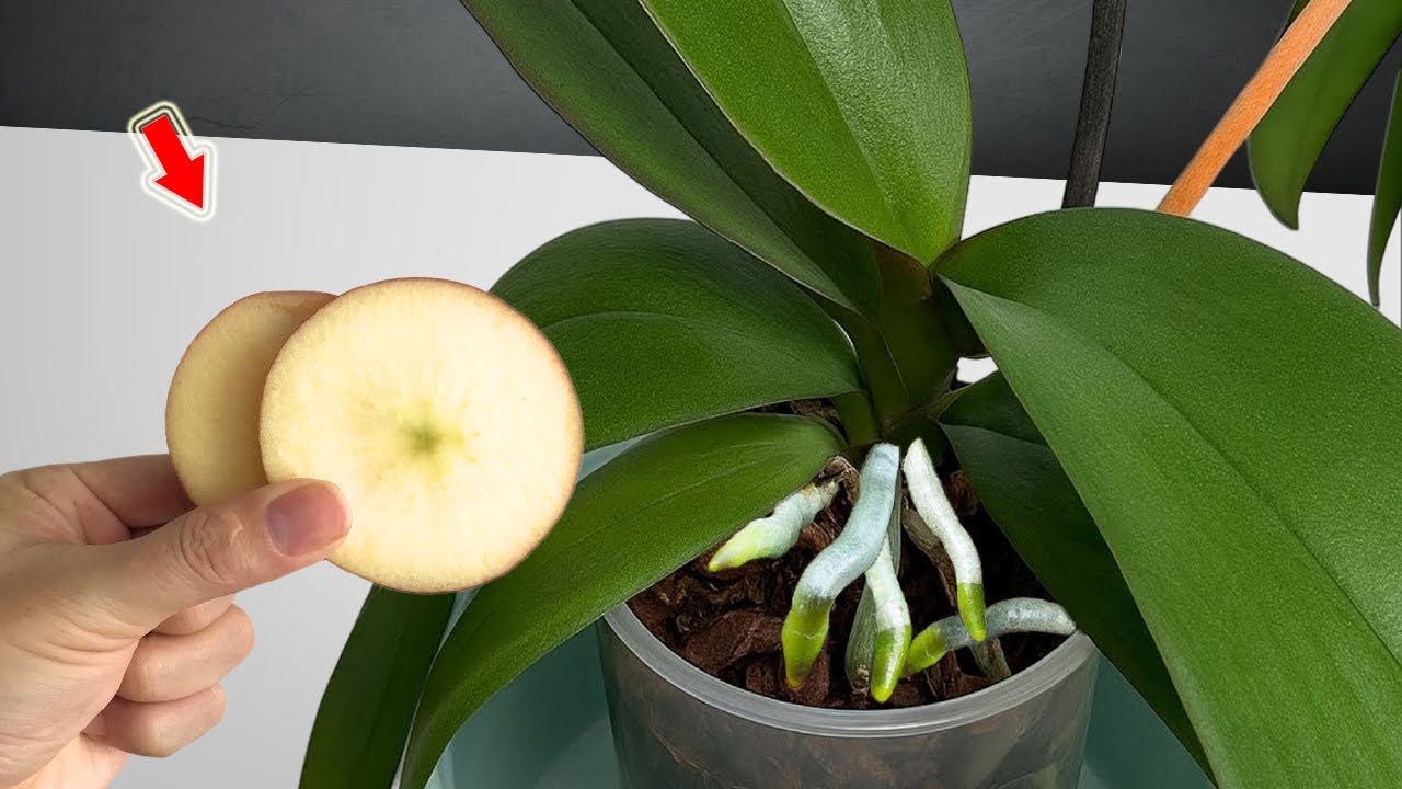 Simple Method To Make Orchids Bloom All Year Long Without Withering ...