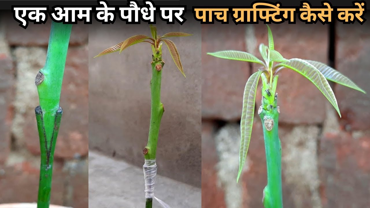 1 आम के पेड़ पर 5 तरह के फल! | 5-in-1 Mango Grafting Technique | एक ...