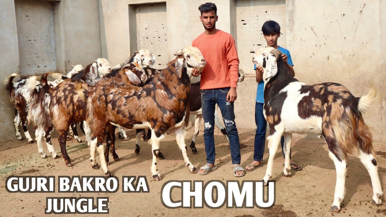 Original Gujri Bakro Ka Jungle Chomu Big Gujri Goat At MQ Goat Farm ...