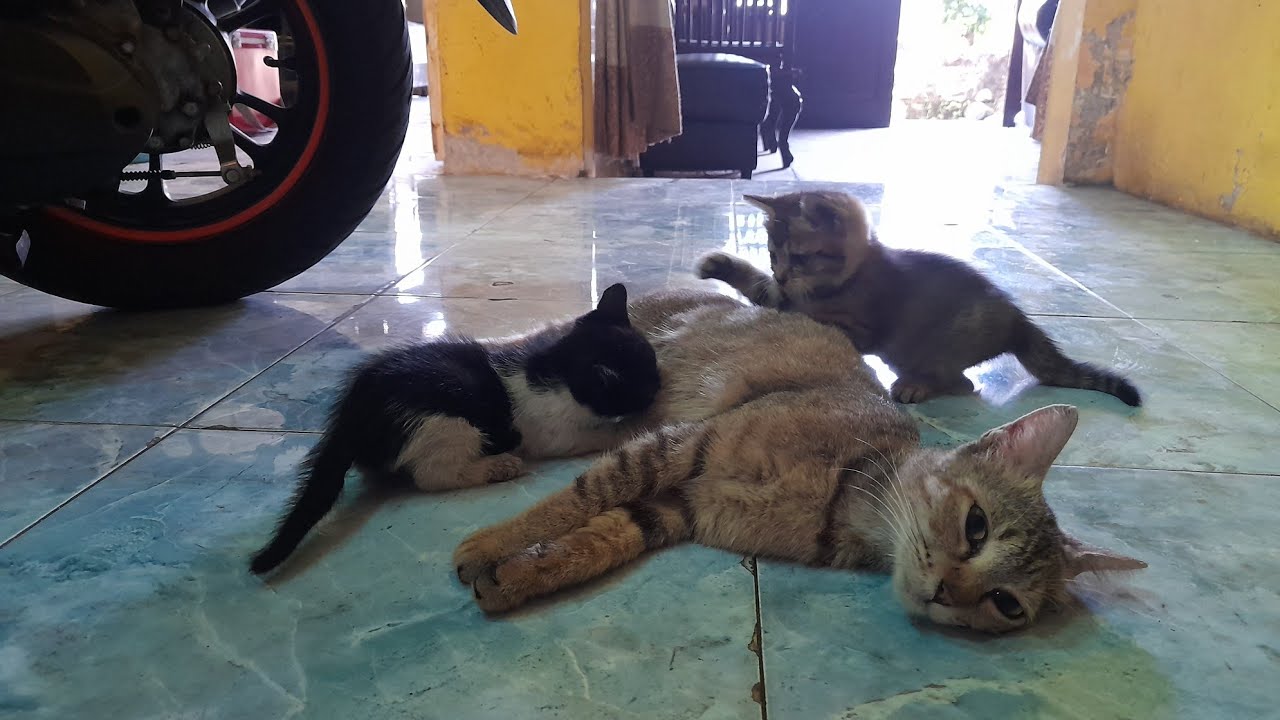 Kehidupan kucing rumahan - YouTube