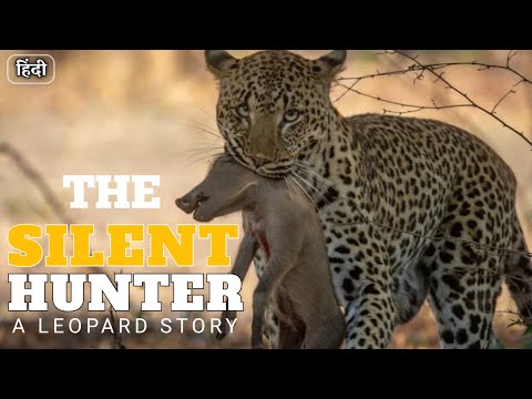 LEOPARD: The Silent Hunter | National Geographic Hindi | Animal Planet Style Hindi Documentary
