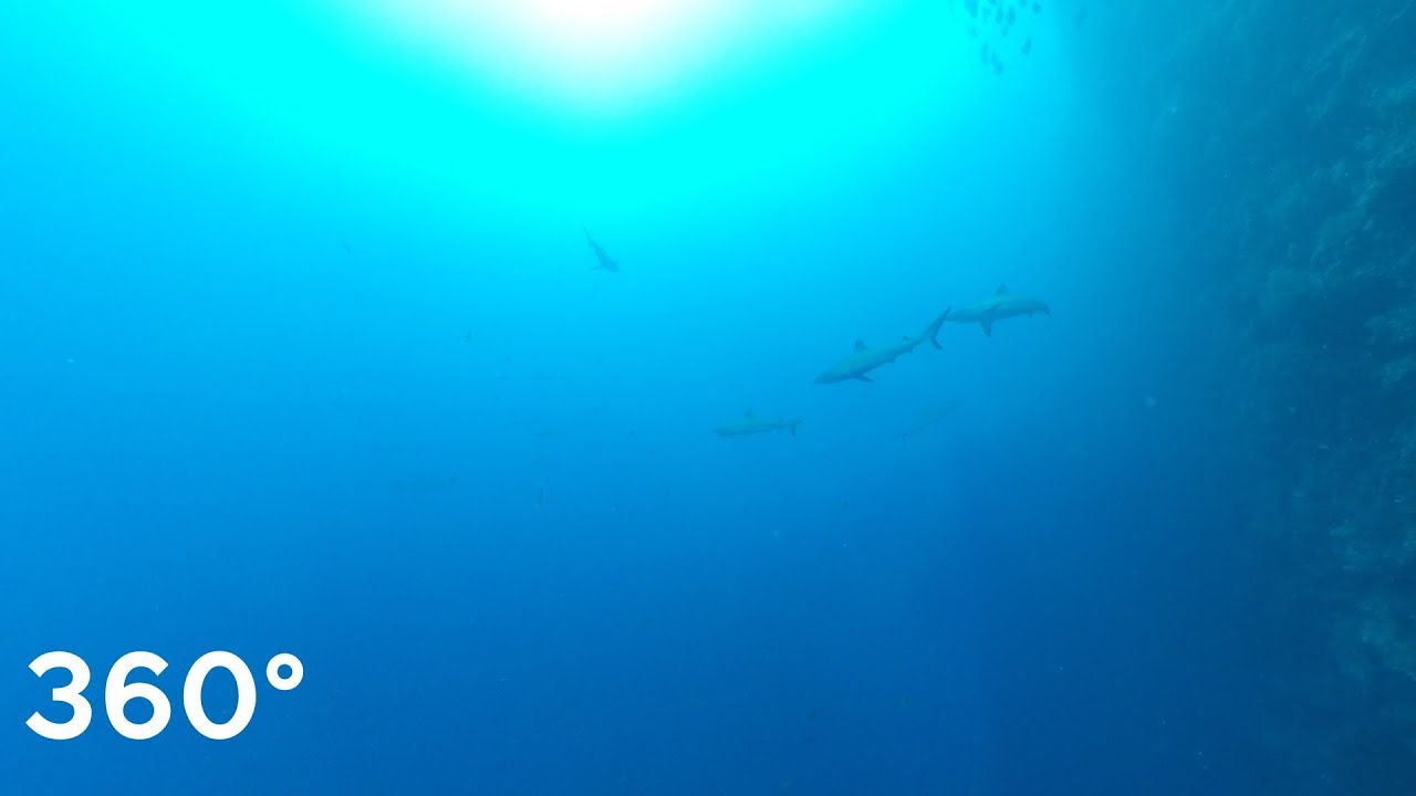Palau dive site "BIG DROP OFF" scuba diving look around!! 360° VR - YouTube