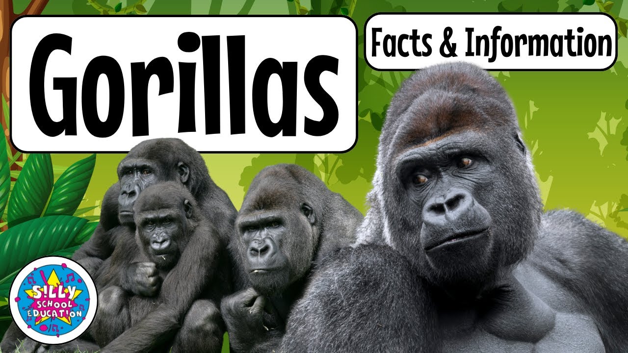 All About Gorillas for Kids 🦍 | Fun Gorilla Facts and Information - YouTube