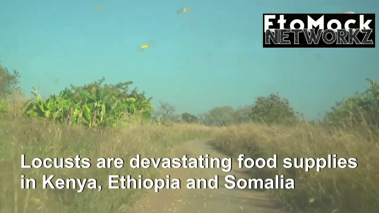 LOCUST SWARM REACHED UGANDA - YouTube