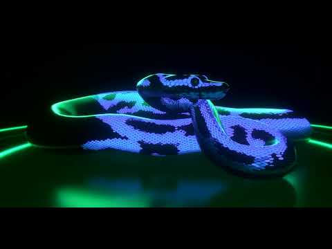 Boris Brejcha - Python