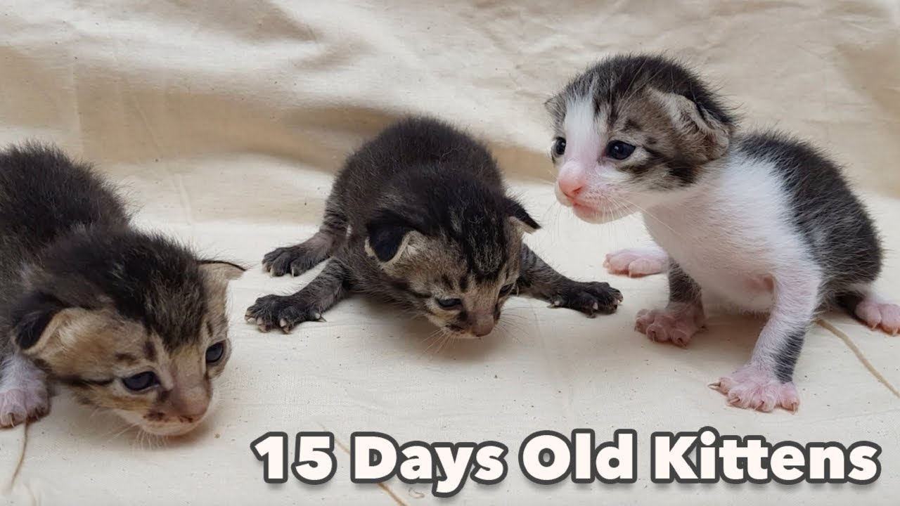 Baby Cats Playing : 15 Days Old Kittens : Cute Kittens learning to walk ...