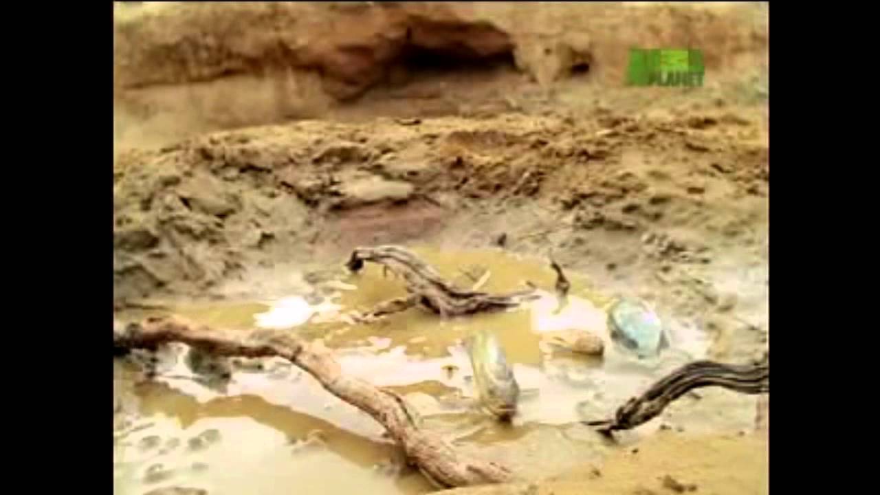 Biologie presentatie klas 5 - De Longvis.wmv - YouTube