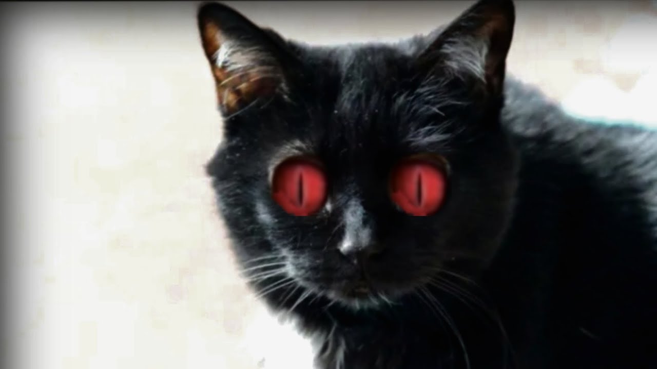 EL FANTASMA DE MI GATO | Creepypasta | Loquendo - YouTube