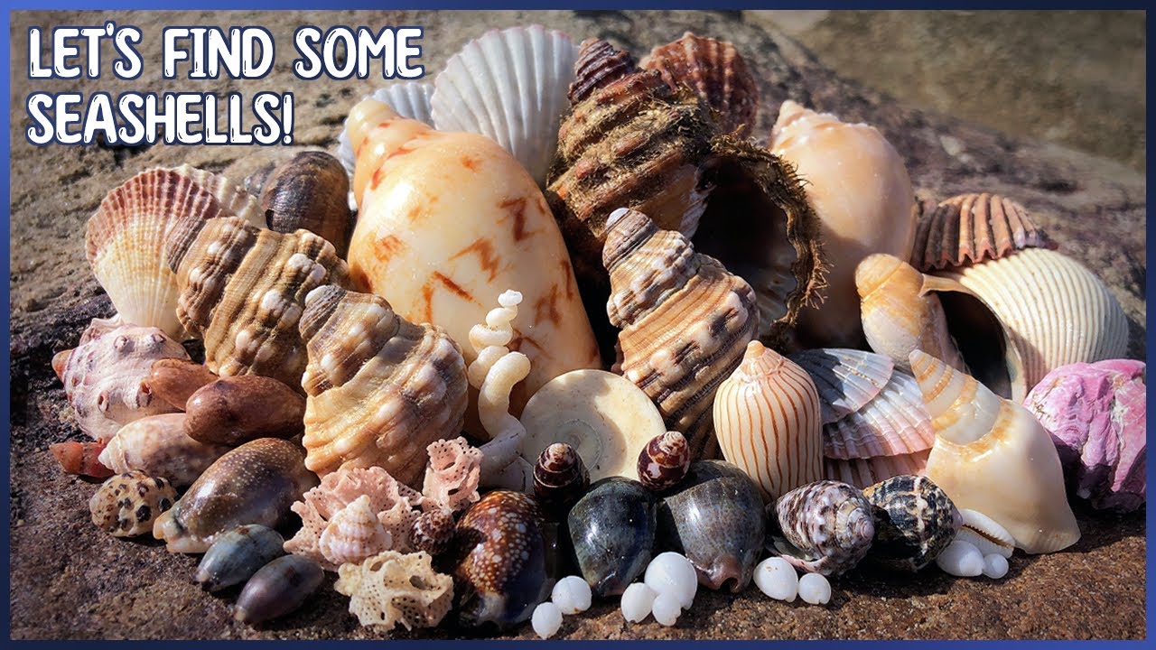 Shells From Two Different Beaches | Beach Hopping and Shelling at Low ...