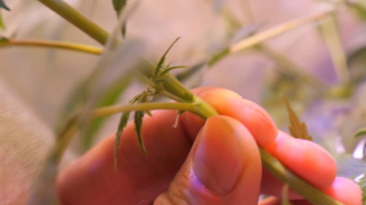 FINDING HERMIE POLLEN SACKS ON AUTOFLOWER CANNABIS - YouTube