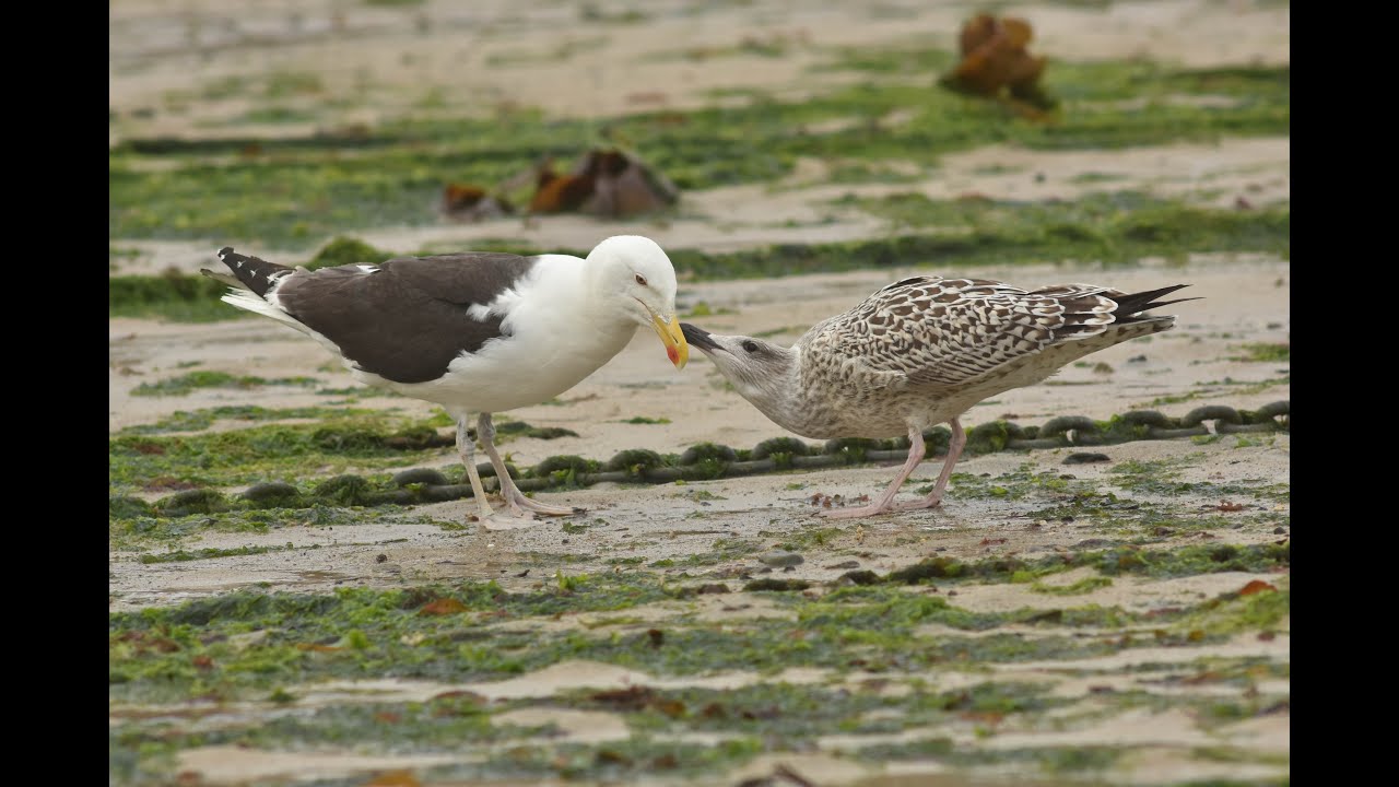Great Black backed Gull Larus marinus chick begging for food, Cornwall ...