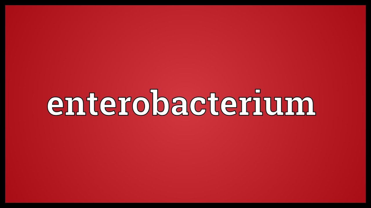 Enterobacterium Meaning - YouTube