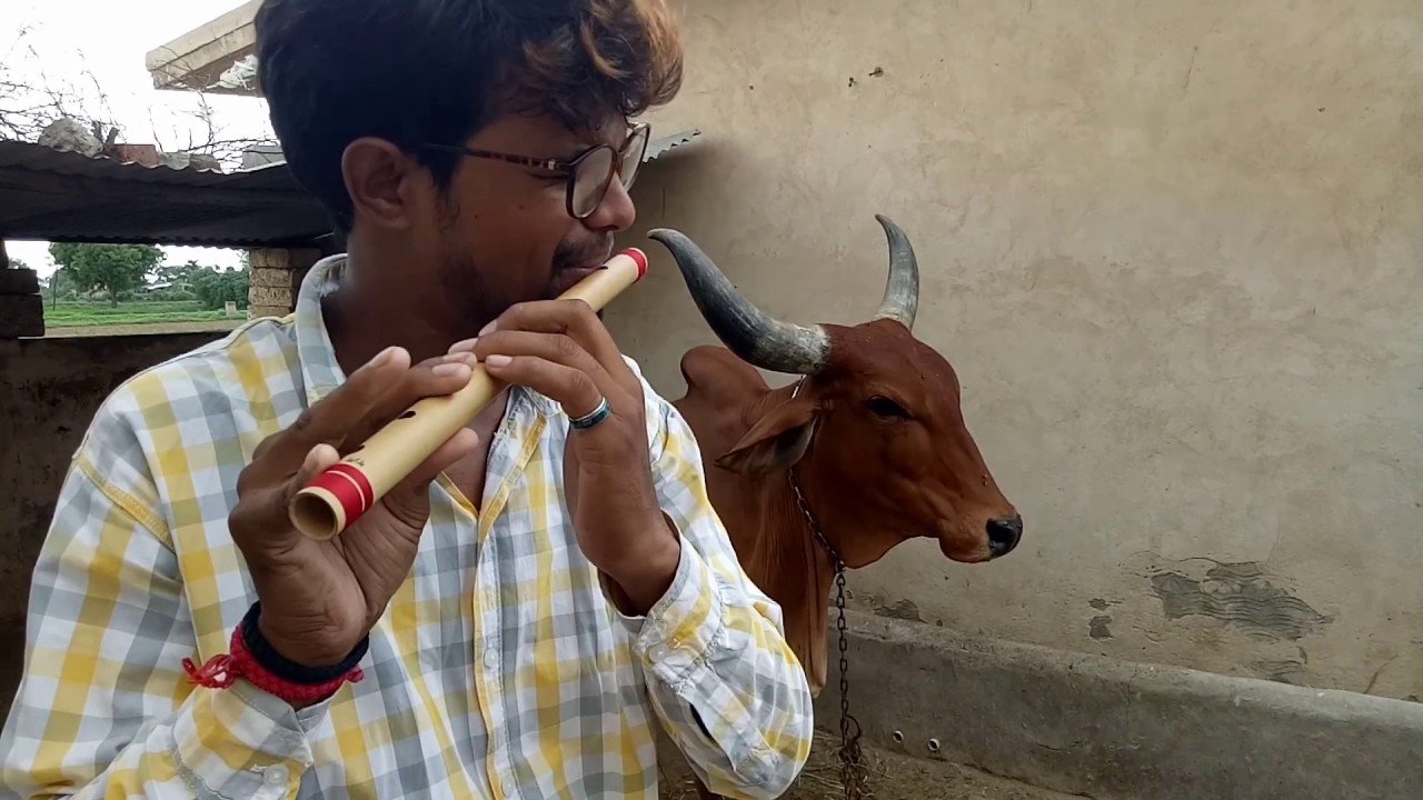 Music effect on cow - YouTube