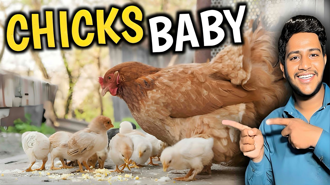 🐥 “Cute Baby Chicks With Mother Hen | Adorable Chickens Eating” - YouTube