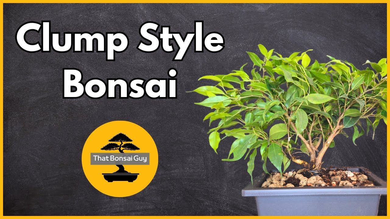 Making a Ficus Clump Style Bonsai - YouTube