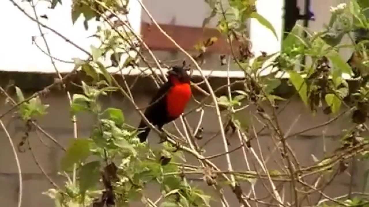 Birds Suriname - January 2014 - YouTube