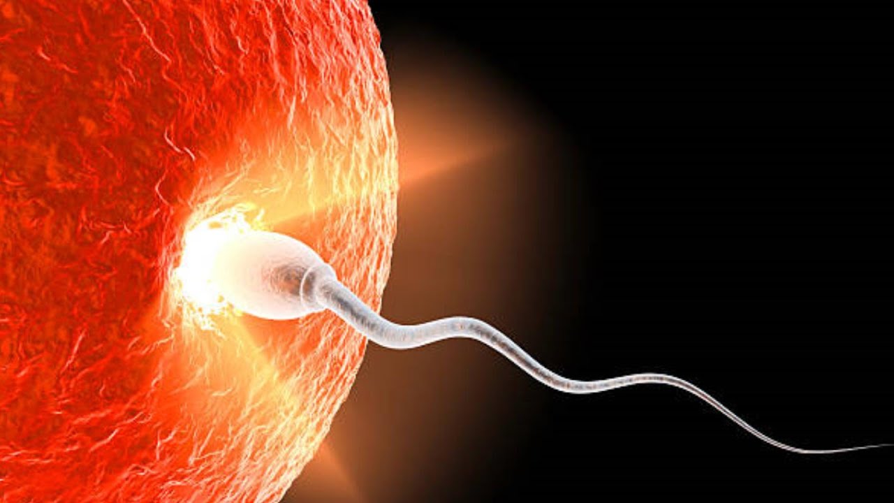 Sperm Blockage | Causes | Effects| Solutions - YouTube