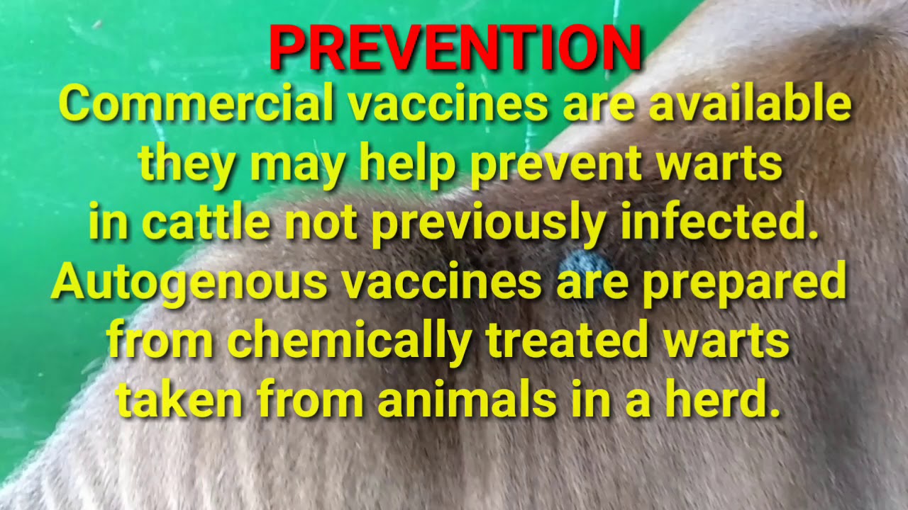 BOVINE PAPILLOMA VIRUS (BPV) - YouTube