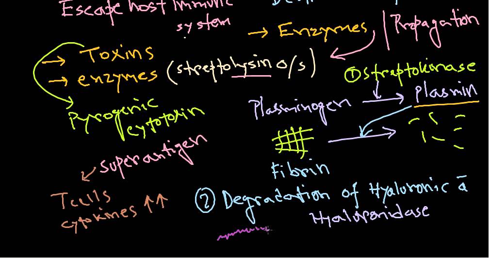 Streptococcus pathogenesis - YouTube