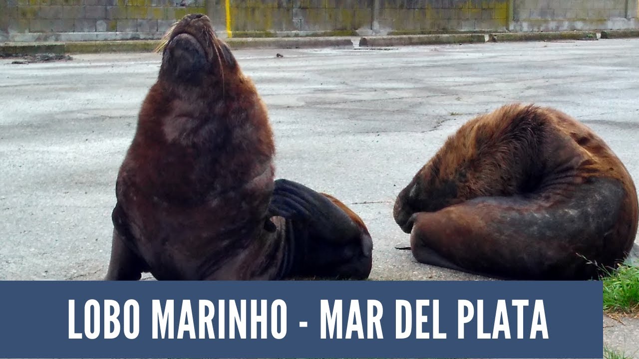 Lobo Marinho Mar Del Plata - Argentina / Lobos Marinos - YouTube