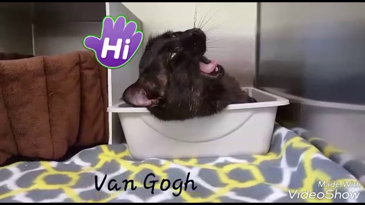 Cat Adoption Room Walk Thru 4/29/2017 - YouTube