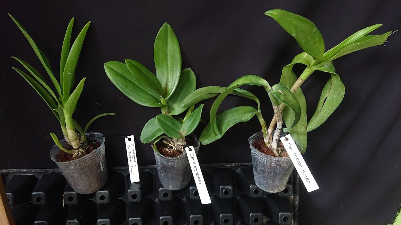 Paket 150 k, Dendrobium mesaghnil x banana royal, Dendrobihm mangosteen ...