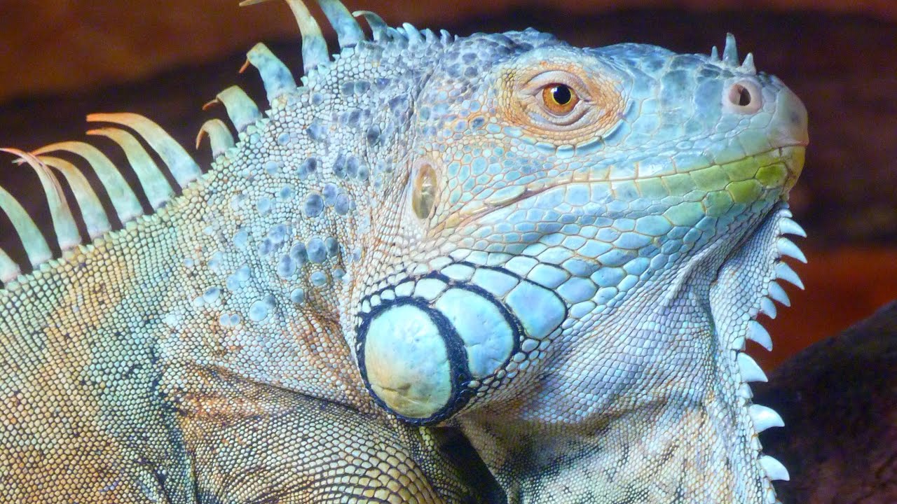 Out hunting alpha iguanas in the city streets! Will our new hunter ...