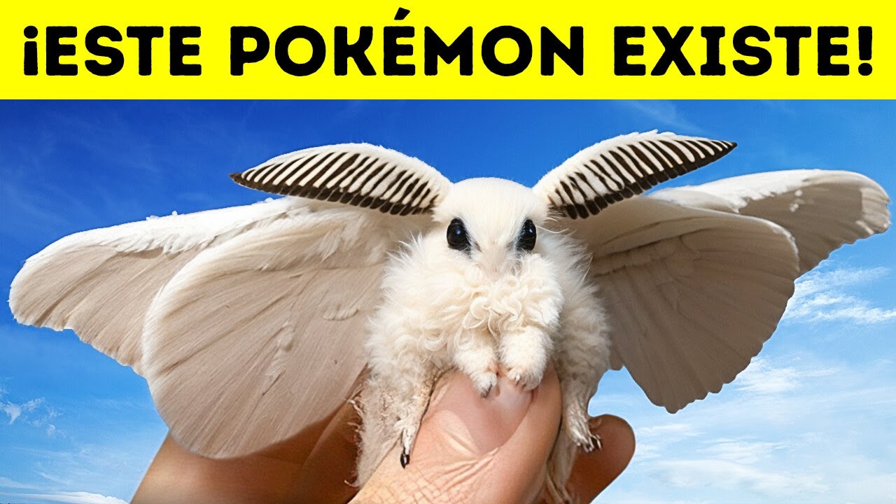 La polilla caniche venezolana: un “Pokémon” real con una piel a prueba ...