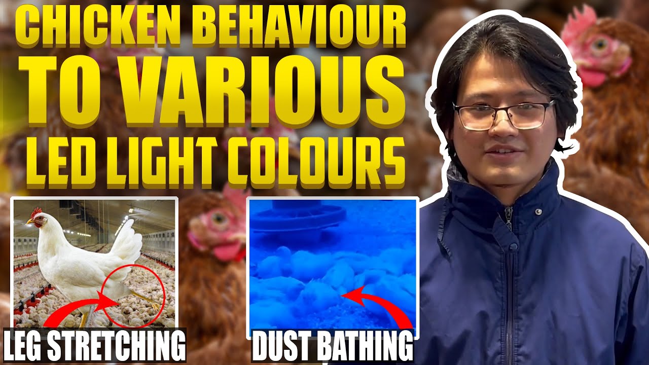 Chicken Behaviour to Various LED Light Colours - YouTube