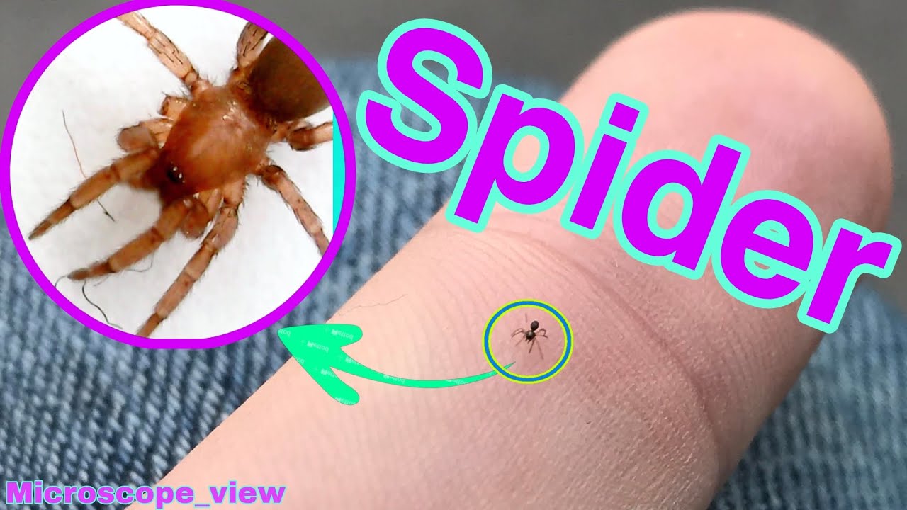 You will be amazed by the microscopic view of the spider with 300x ...