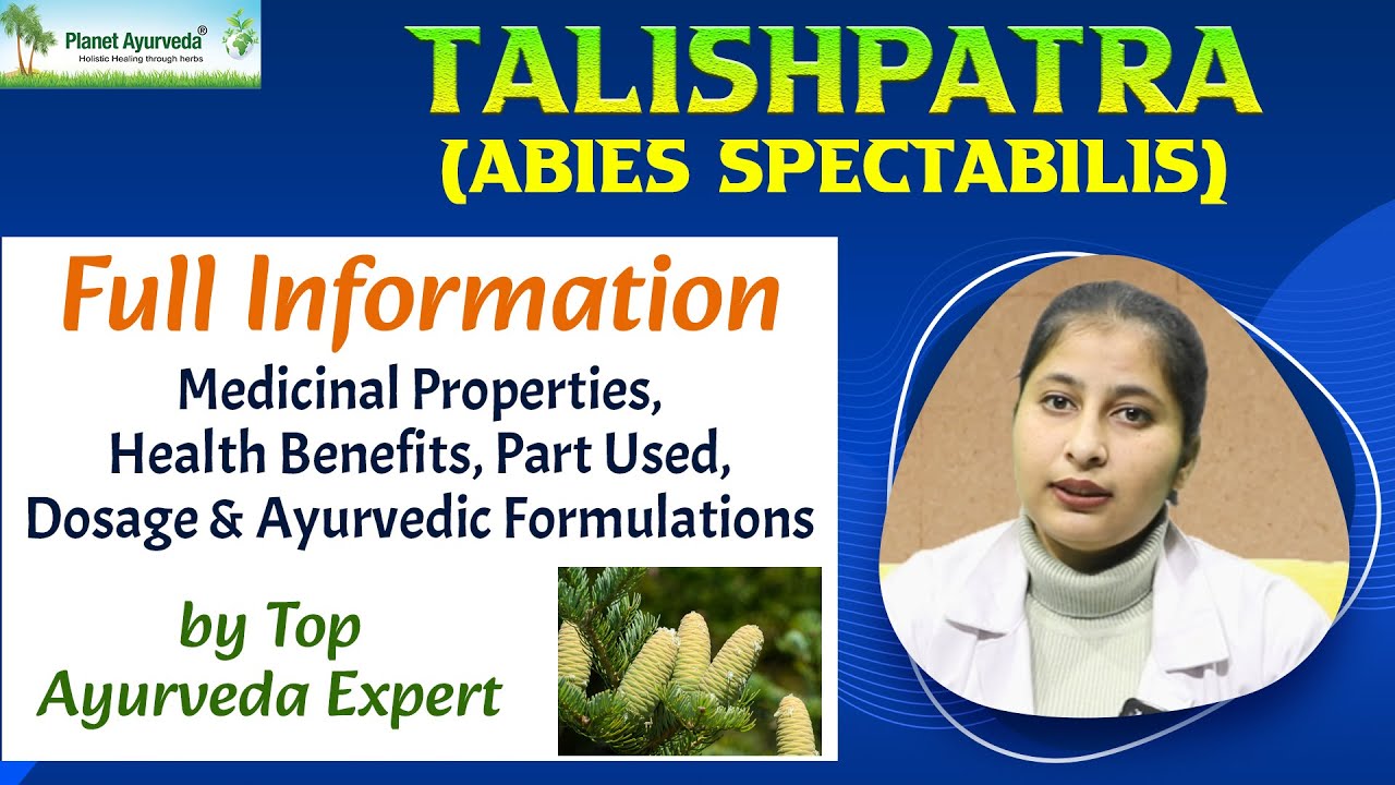 Talispatra (Abies Webbiana) - Properties, Health Benefits, Formulations ...