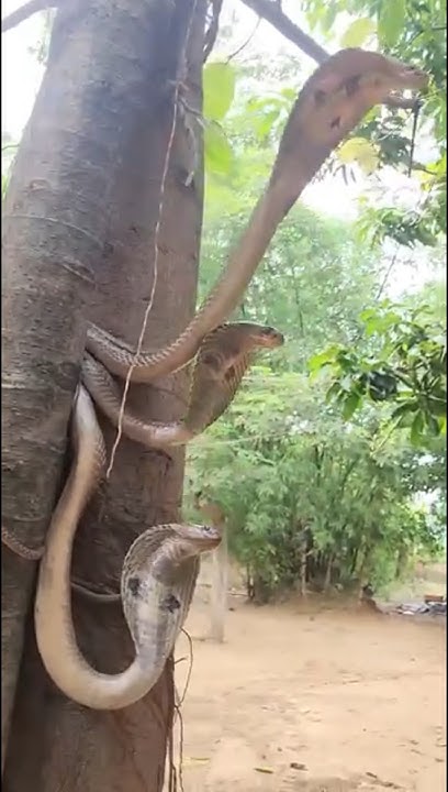 How Snakes Climb Trees - YouTube