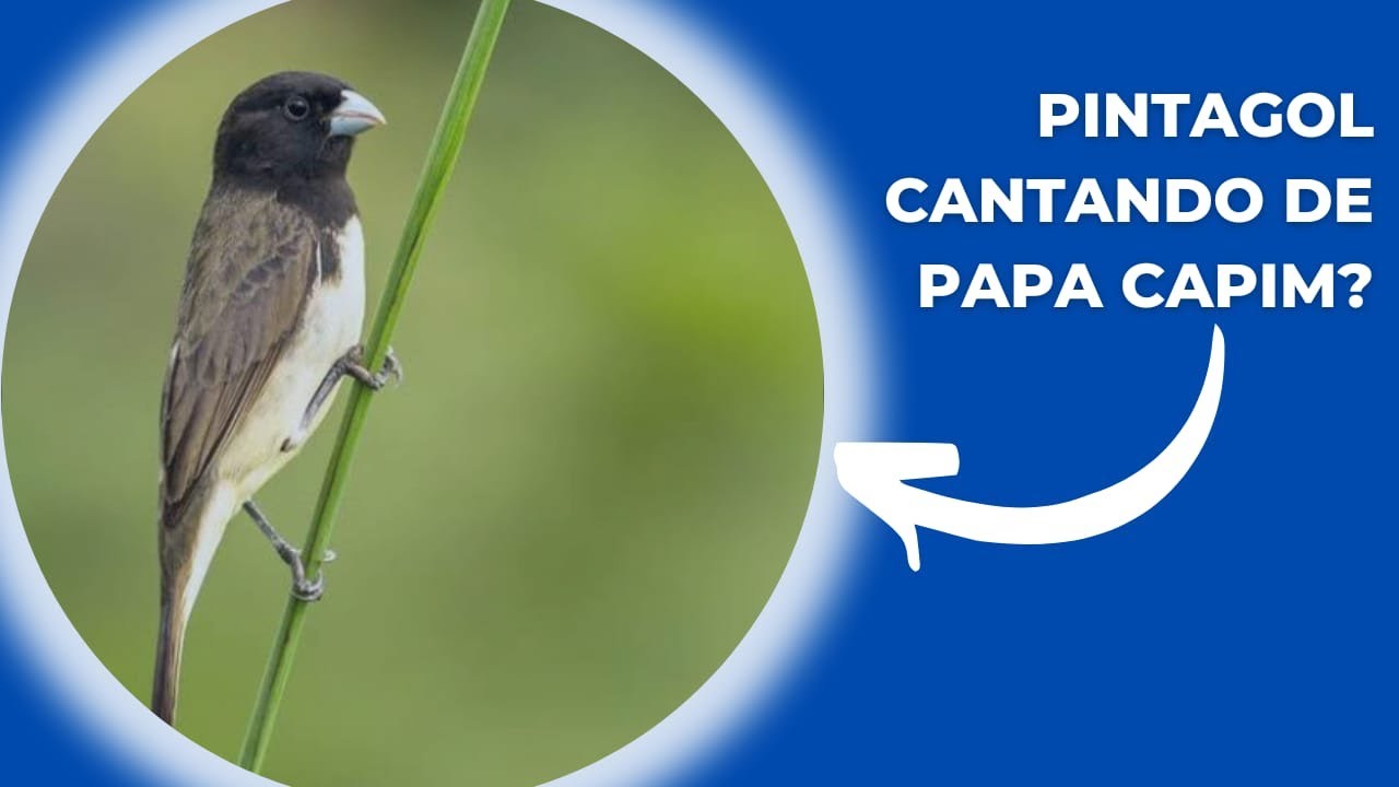 Papa Capim Tui Tui Ensinando Pintagol a Cantar... Visita a Criação de ...